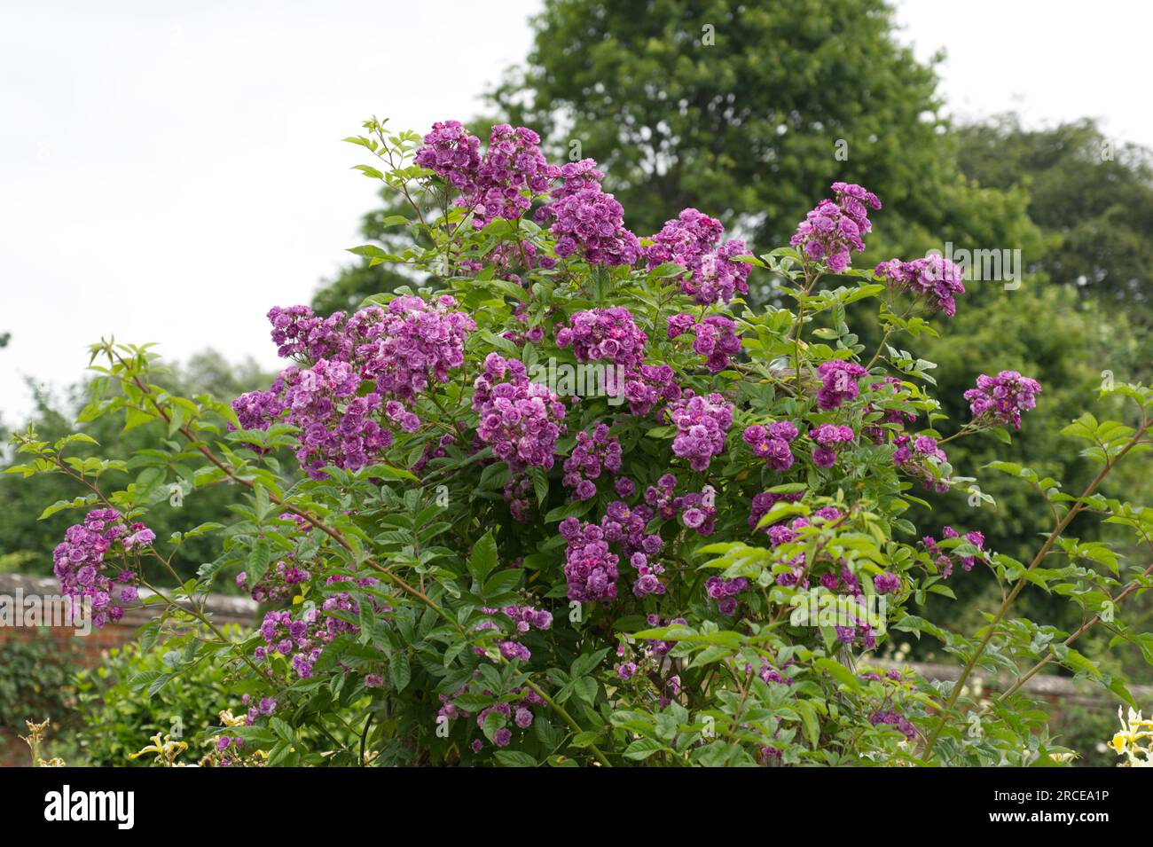 Purple summer multiflora rambling roses Rosa Rose-Marie Viaud in UK ...