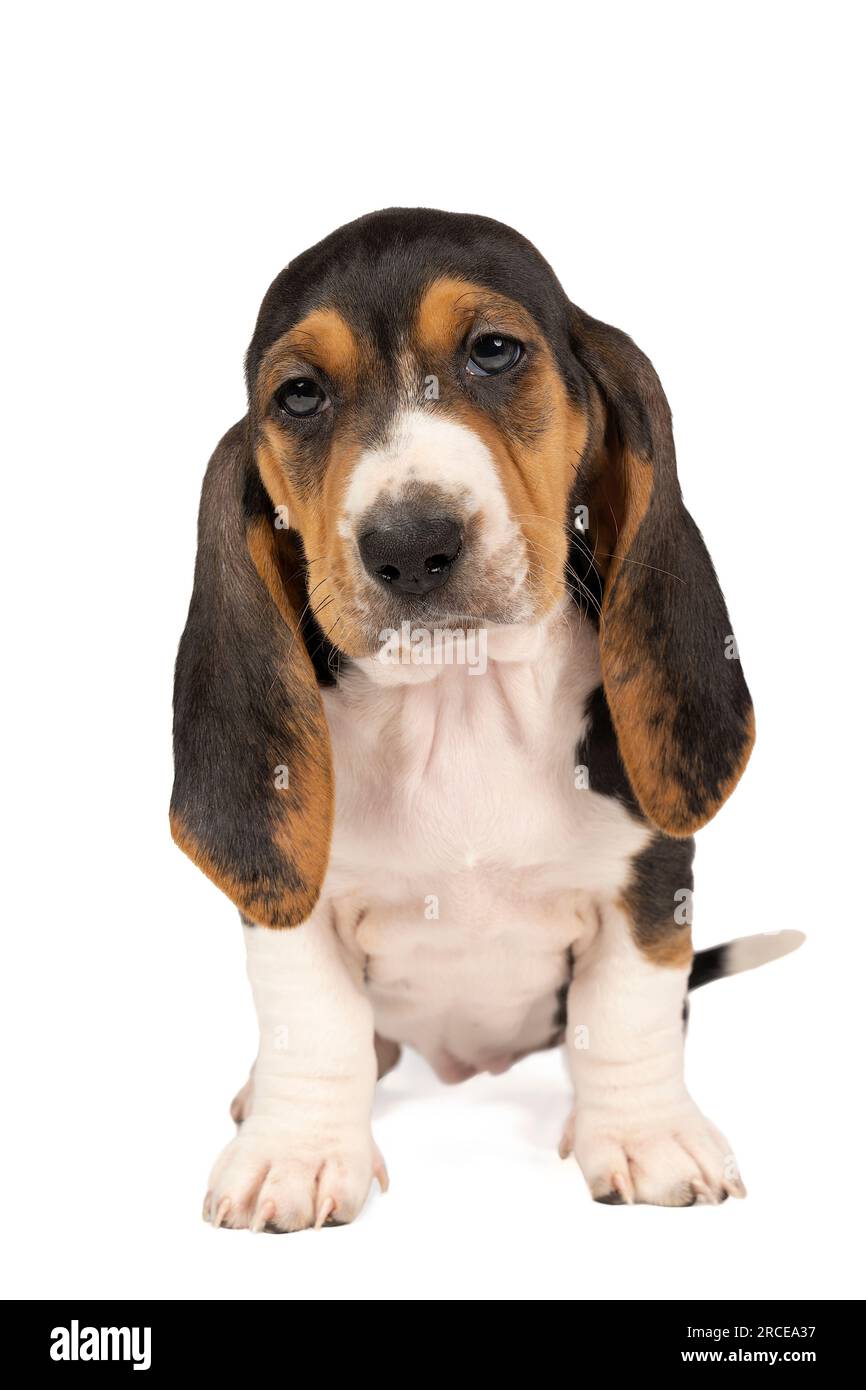 French basset artisien normand puppy sitting and seen from the front ...