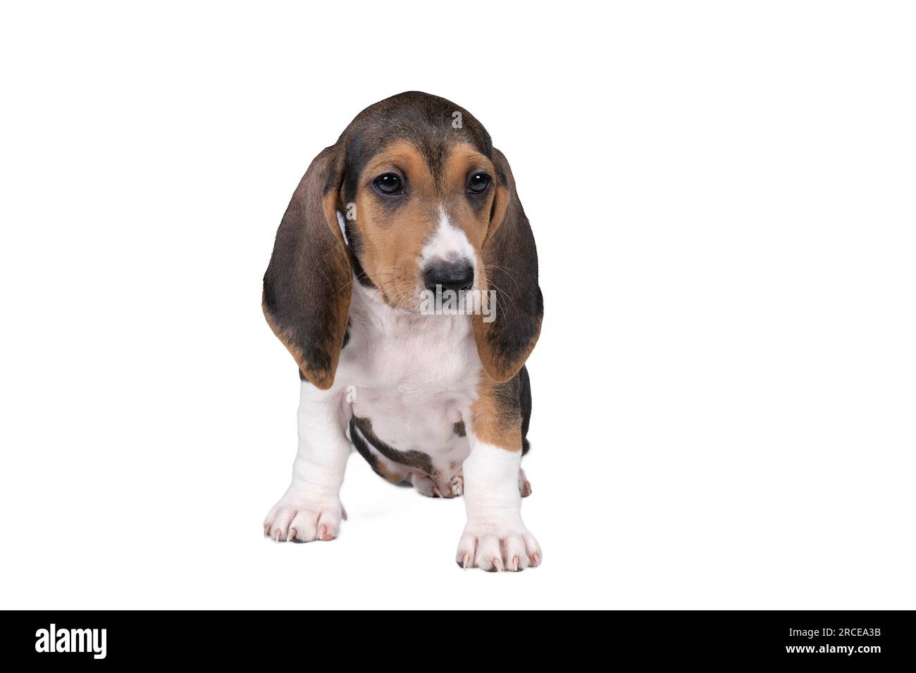 French basset artisien normand puppy sitting and seen from the front ...
