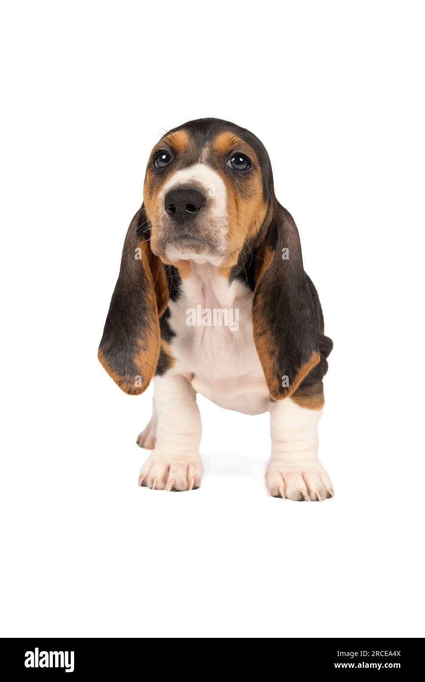French basset artisien normand puppy sitting and seen from the front ...