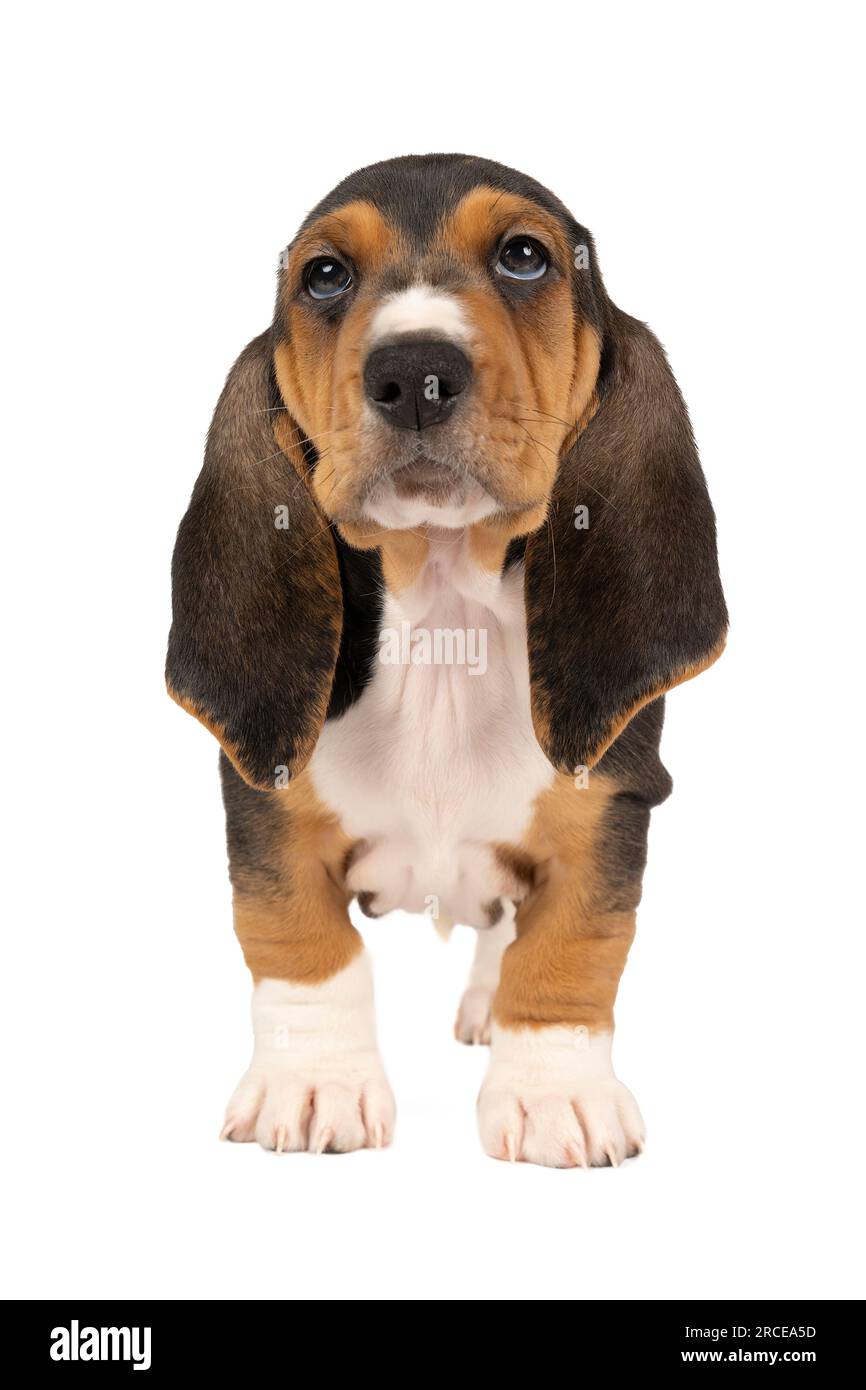 French basset artisien normand puppy sitting and seen from the front ...
