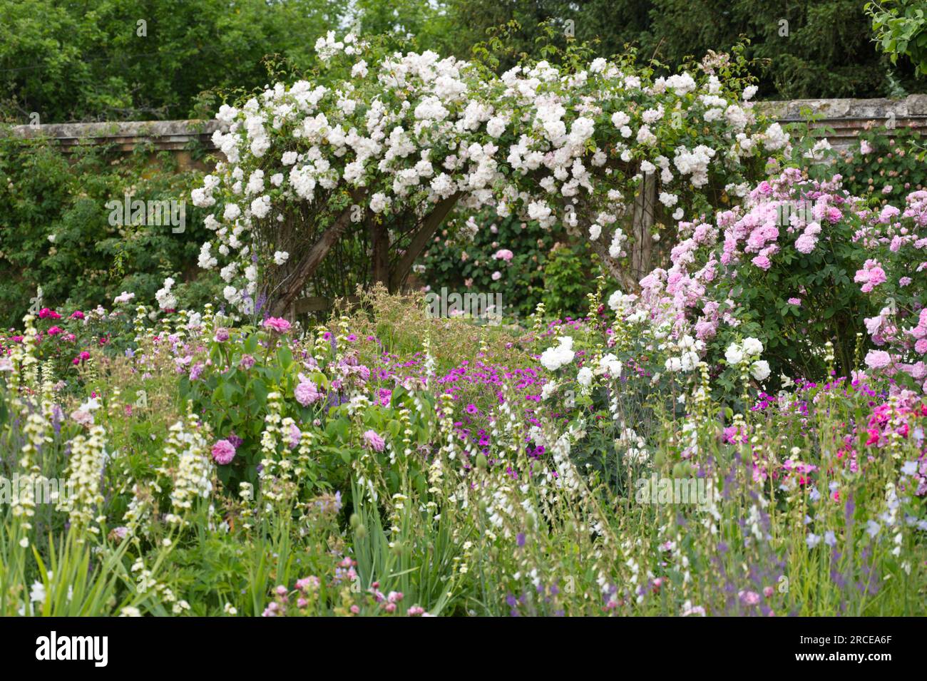 Hardy geraniums hi-res stock photography and images - Alamy