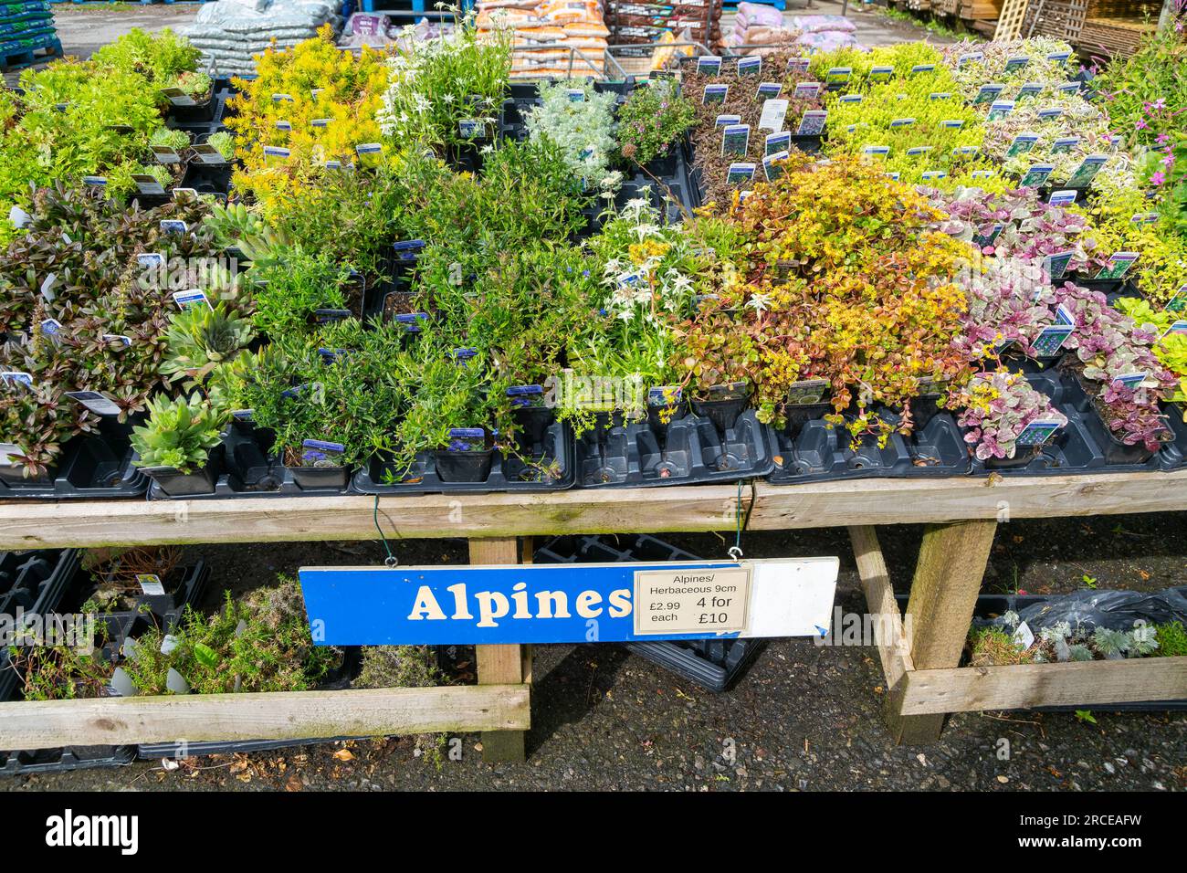 Alpines plants on sale in garden centre, UK Stock Photo - Alamy