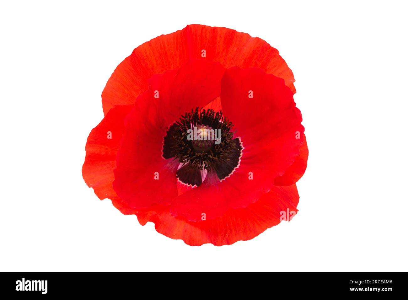 beautiful poppy flower isolated on white background Stock Photo - Alamy