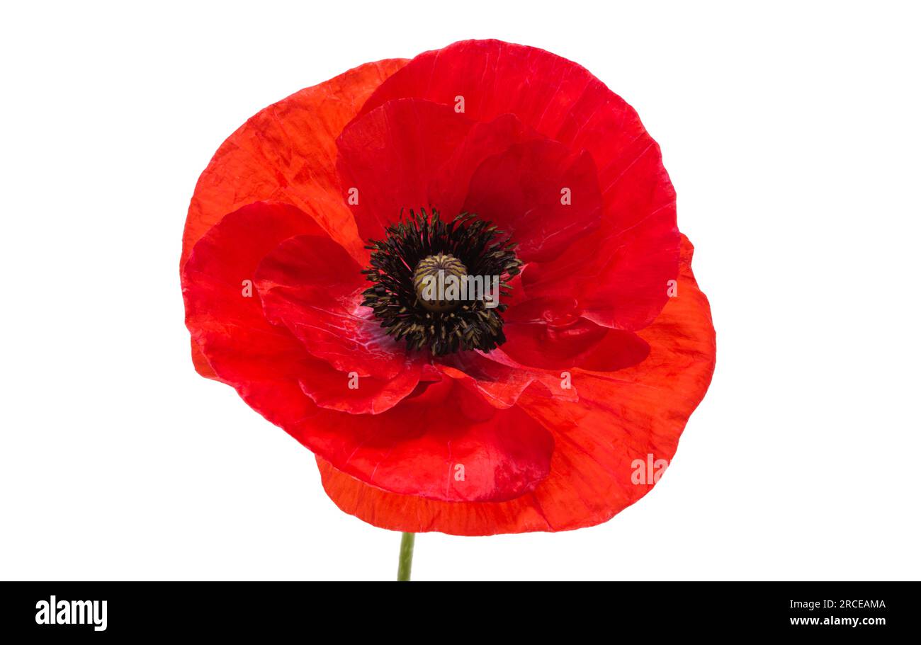 beautiful poppy flower isolated on white background Stock Photo - Alamy