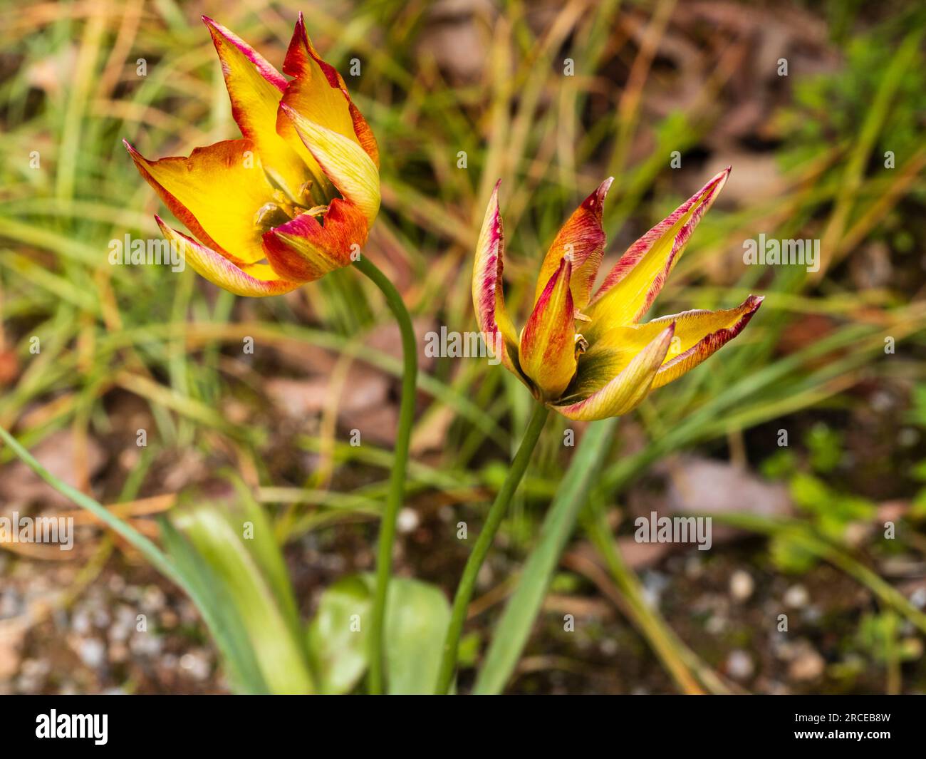 Tulipa orphanidea flava hi-res stock photography and images - Alamy