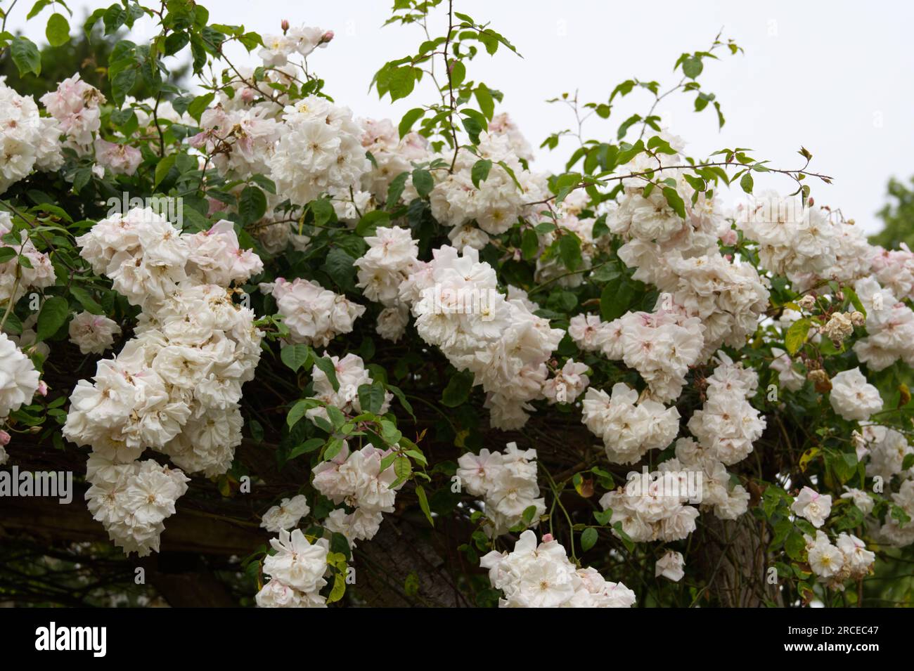 White summer flowers of rambling rose Rosa Adelaide D'Orleans in UK ...