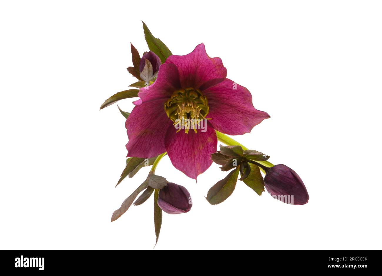 hellebore flower isolated on white background Stock Photo - Alamy
