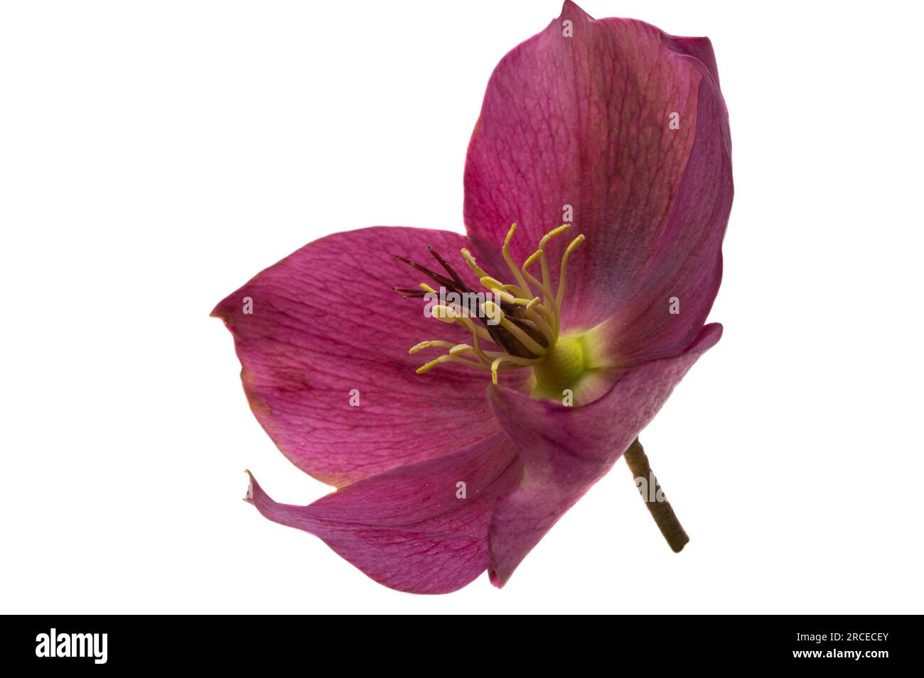 hellebore flower isolated on white background Stock Photo - Alamy