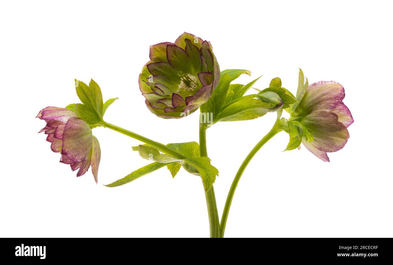 hellebore flower isolated on white background Stock Photo - Alamy