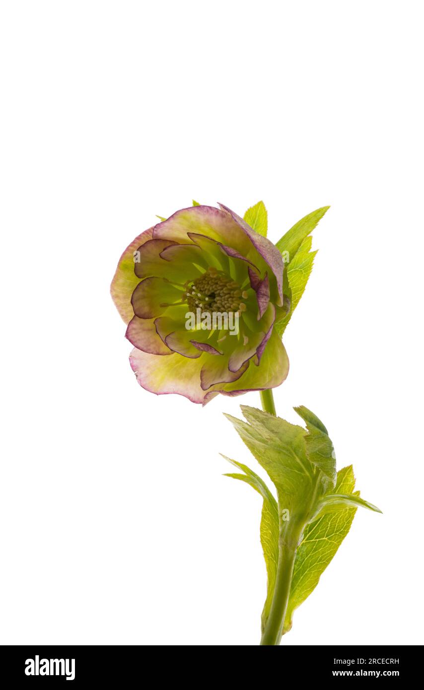 hellebore flower isolated on white background Stock Photo - Alamy