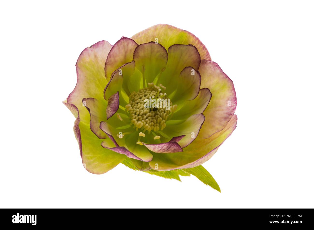 hellebore flower isolated on white background Stock Photo - Alamy