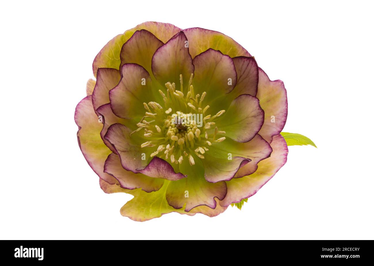 hellebore flower isolated on white background Stock Photo - Alamy