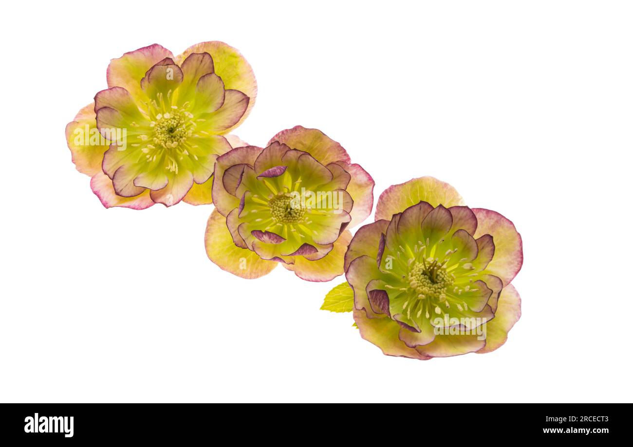 hellebore flower isolated on white background Stock Photo - Alamy