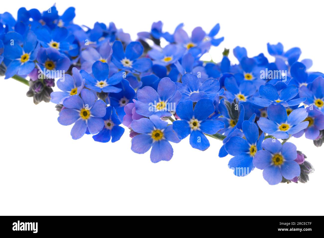 forget-me-not flowers isolated on white background Stock Photo - Alamy