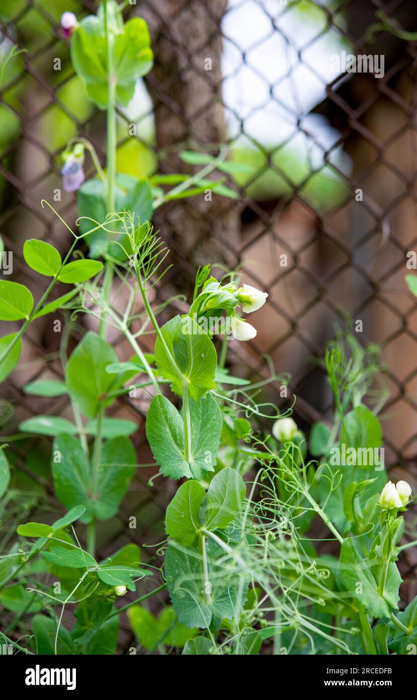 Pea plants nets hi-res stock photography and images - Alamy