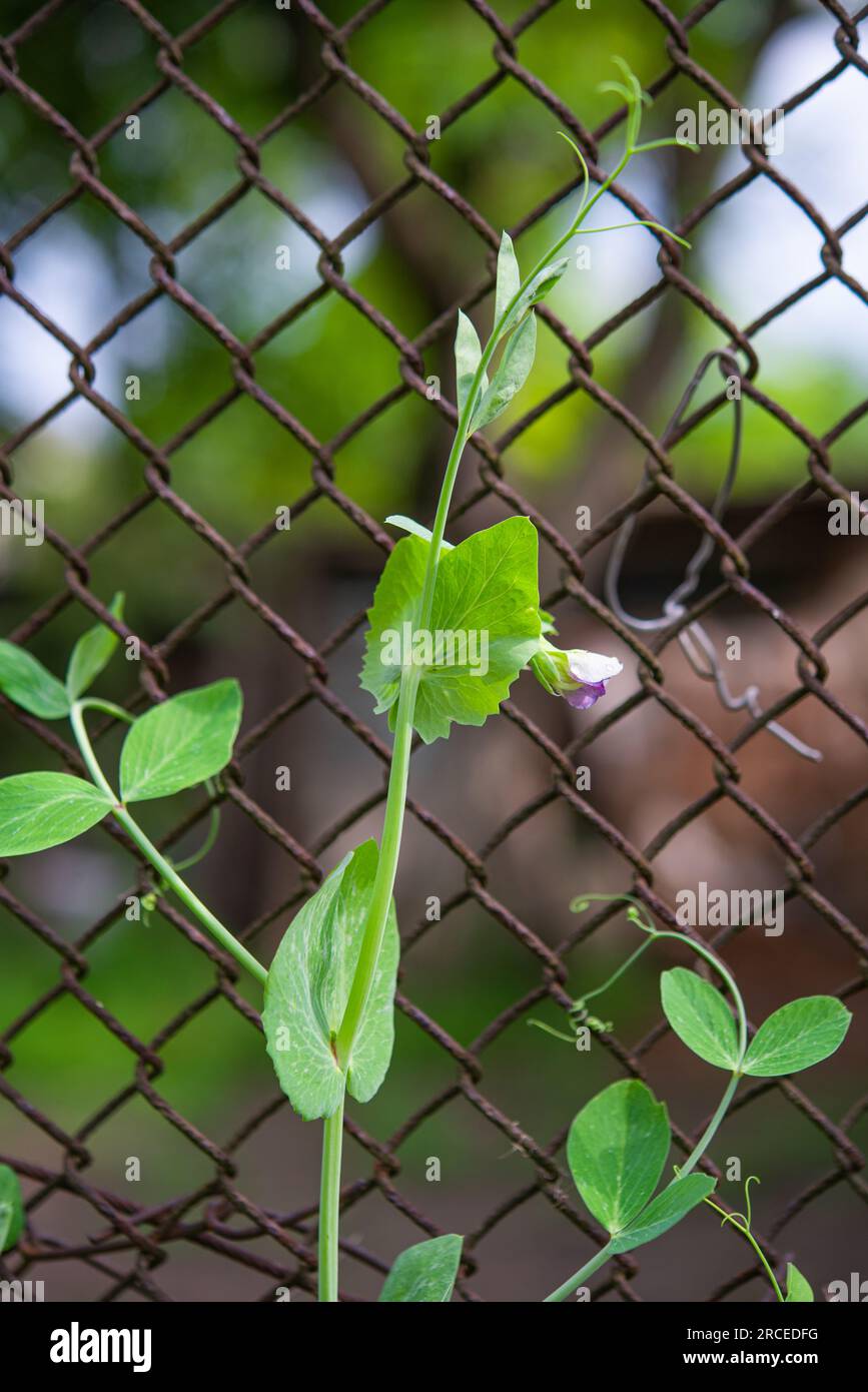 Pea plants nets hi-res stock photography and images - Alamy