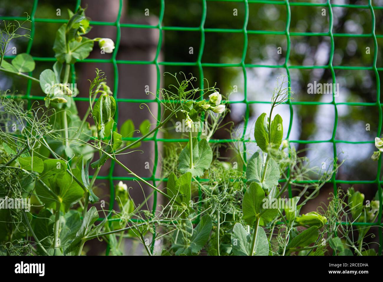 blooming green pea growing on a net Stock Photo - Alamy