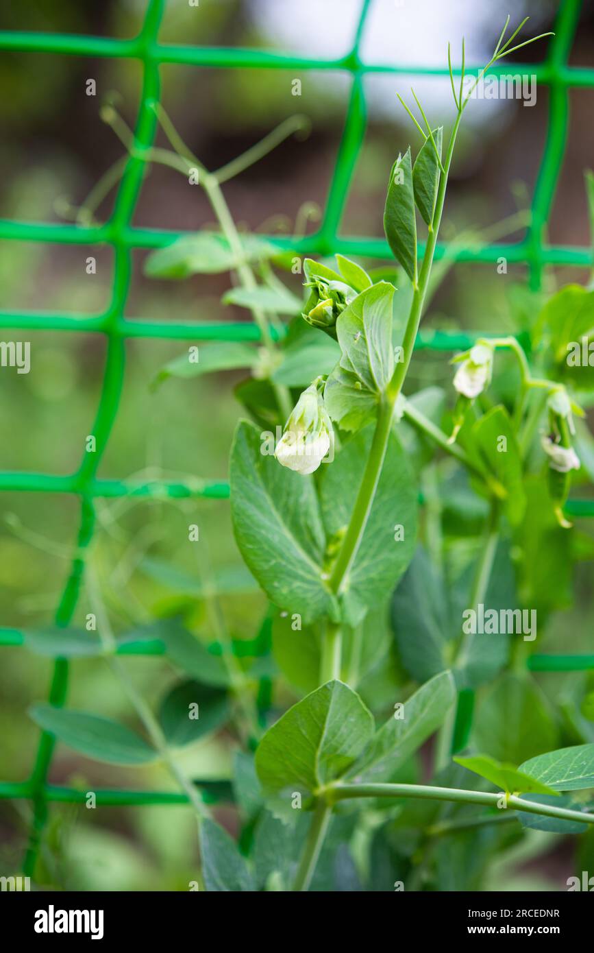 blooming green pea growing on a net Stock Photo - Alamy