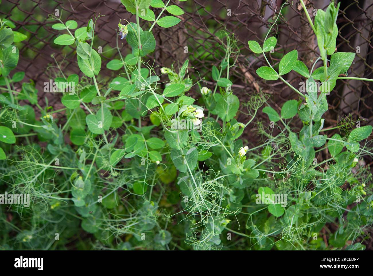 Pea plants nets hi-res stock photography and images - Alamy