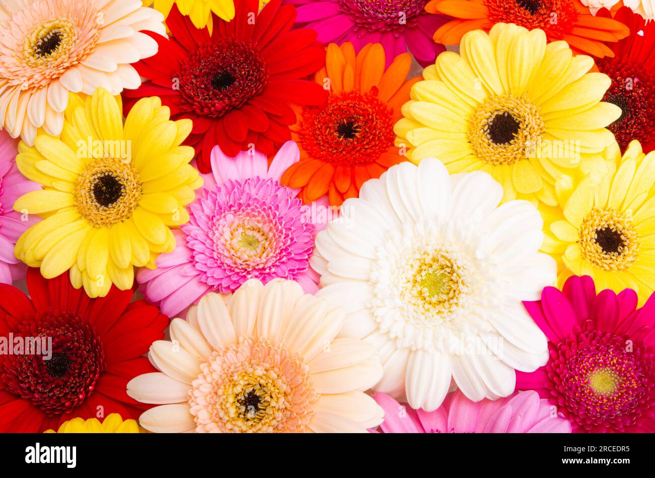 Pretty gerberas hi-res stock photography and images - Alamy