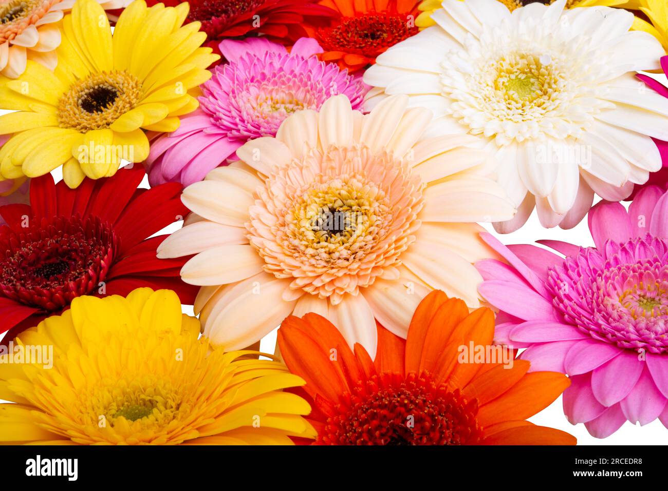 Pretty gerberas hi-res stock photography and images - Alamy