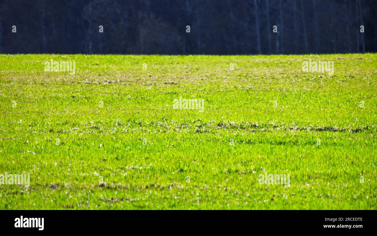 Natural background with bright green grass on a summer lawn. Natural ...