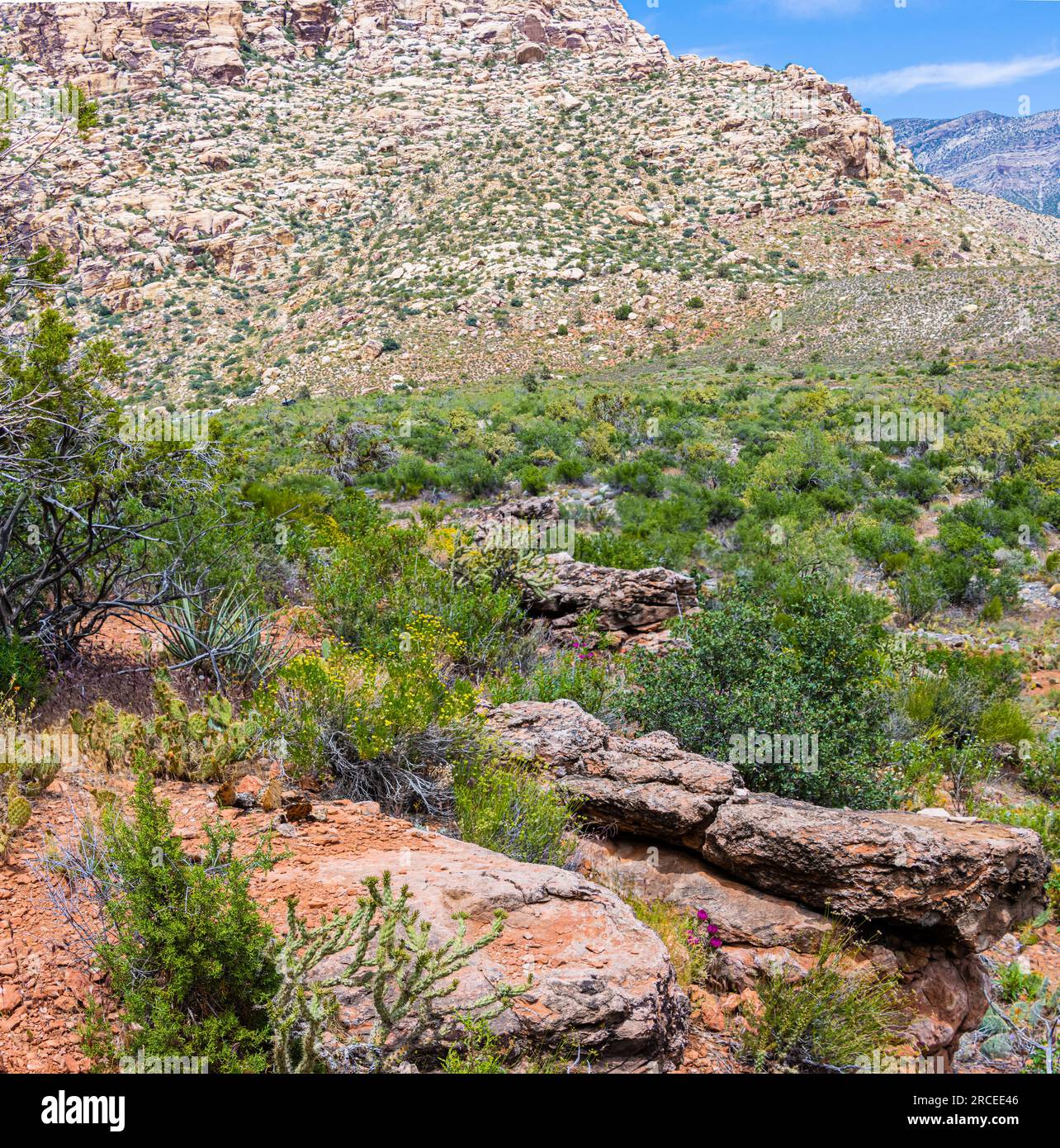 Wildflowers and The Wilson Cliffs Along The SMYC Trail, Red Rock Canyon ...