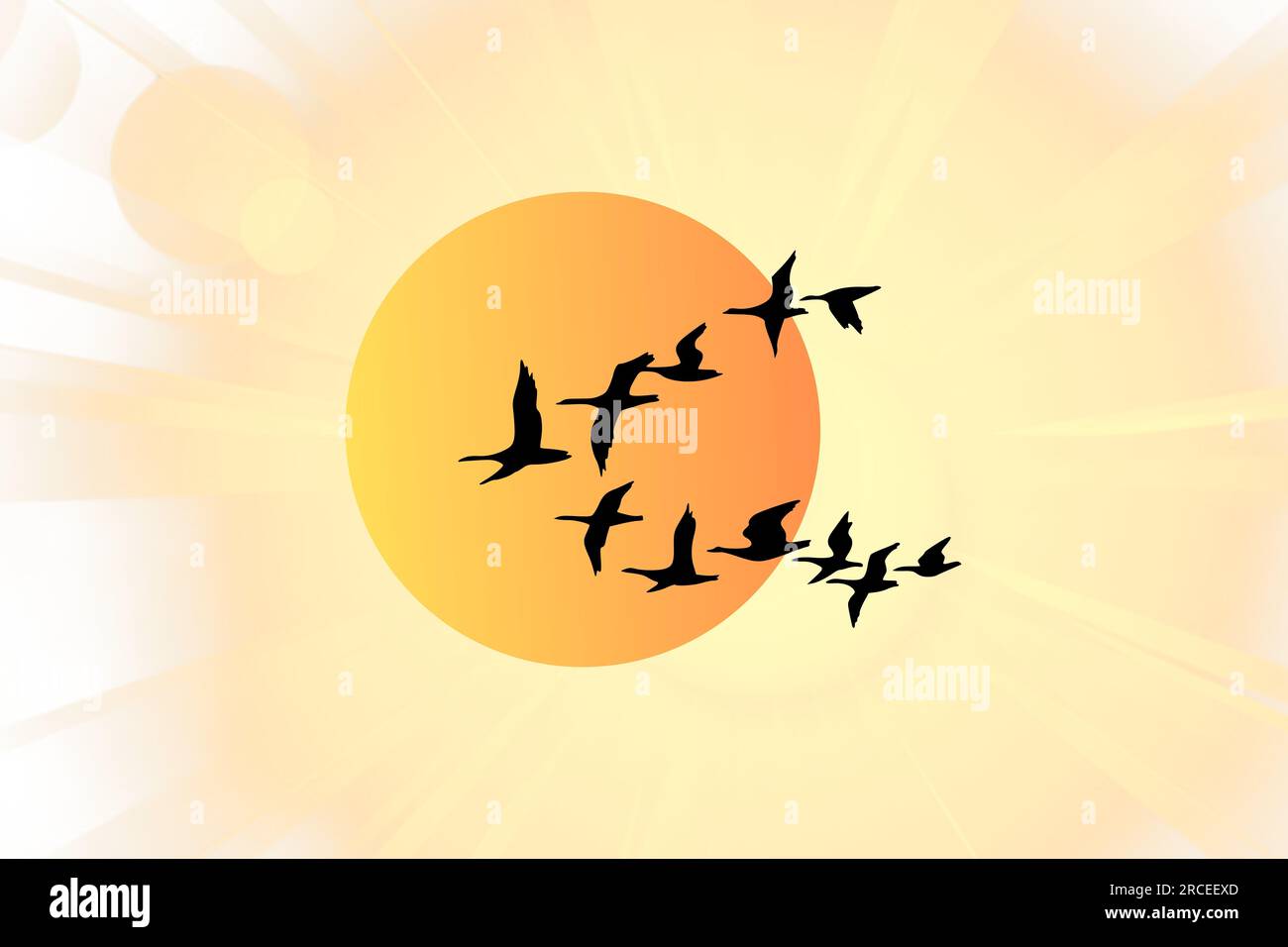 birds flying in sunset background Stock Photo - Alamy
