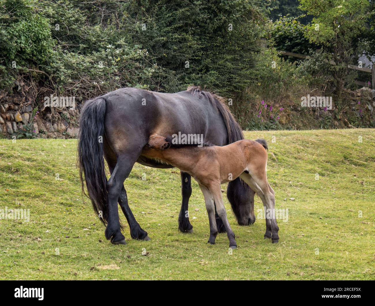 Dartmoor pony mare with foal suckling Stock Photo - Alamy