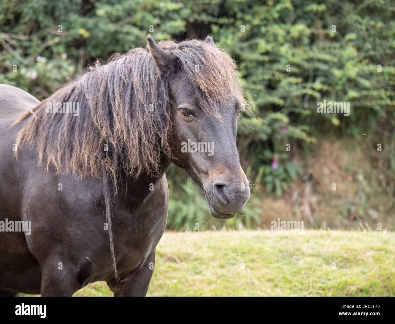 Little pony horse portrait hi-res stock photography and images - Alamy