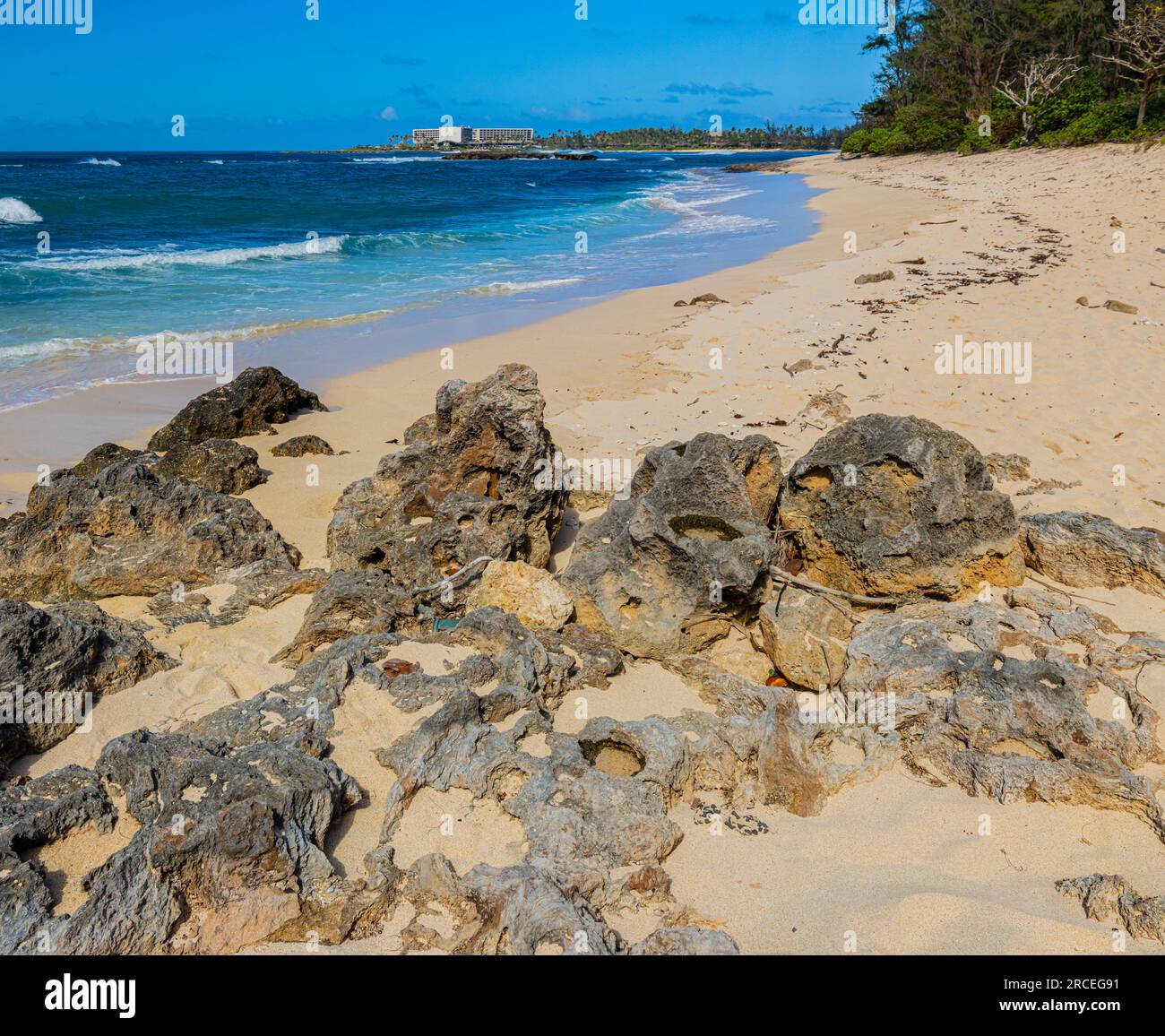 Hawaii coral coral hi-res stock photography and images - Alamy