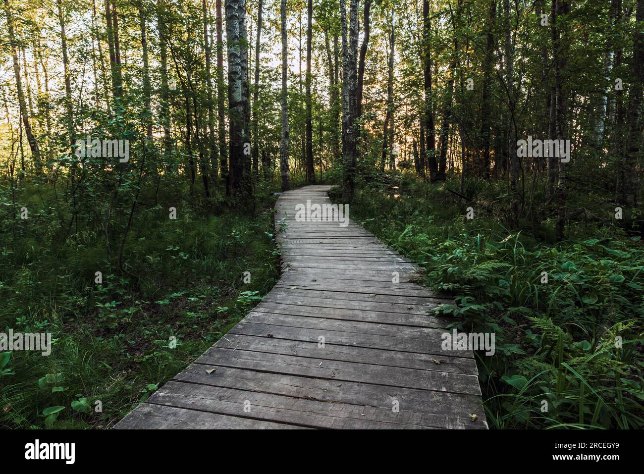 Empty wooden walkway goes through the dark forest in the summer evening ...