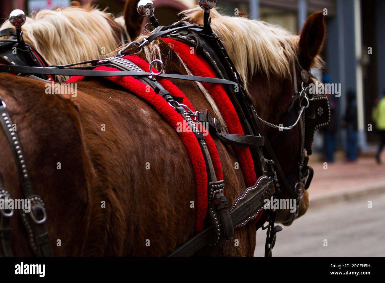 Horse-drawn wagon ride Stock Photo - Alamy