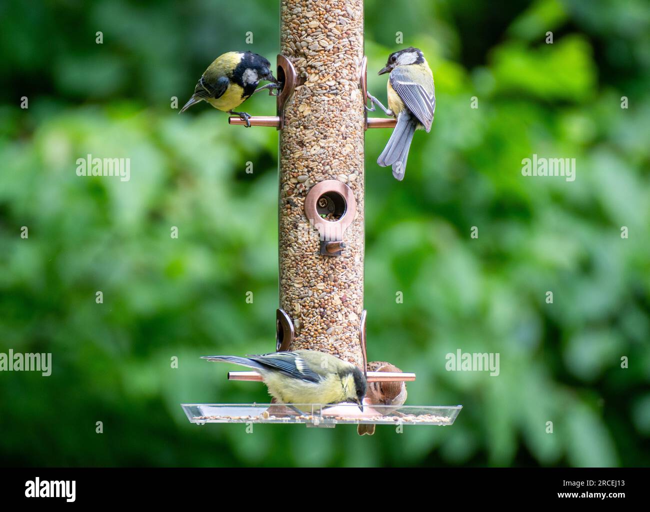 Photo of birds eating seeds from a bird feeder in summer in the garden ...