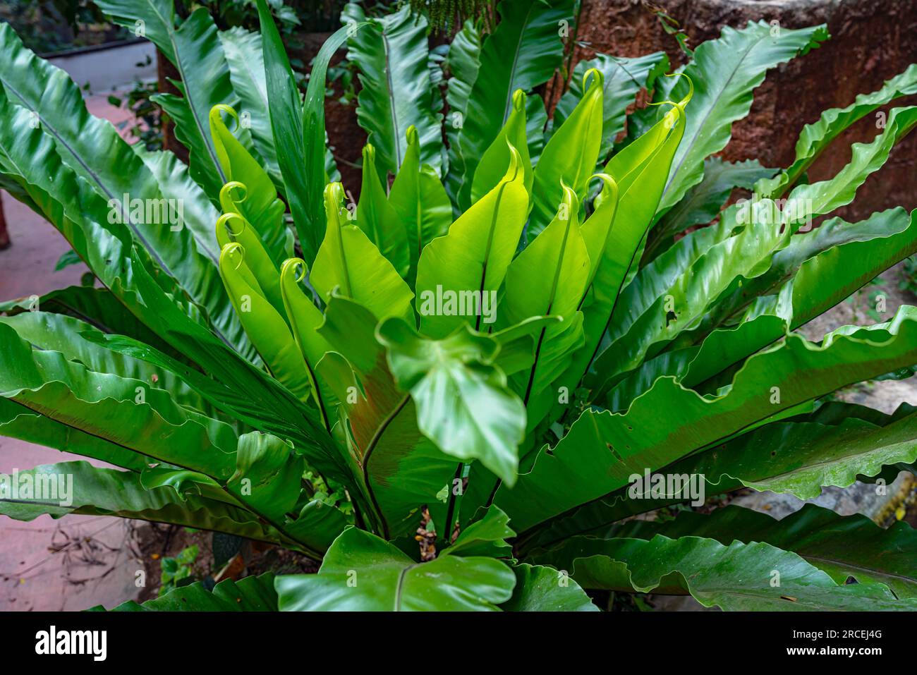 Bird's nest fern or Asplenium nidus Stock Photo - Alamy