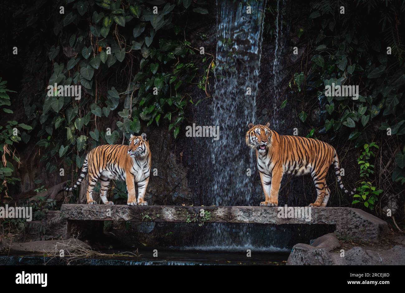 Two siberian tigers Stock Photo - Alamy
