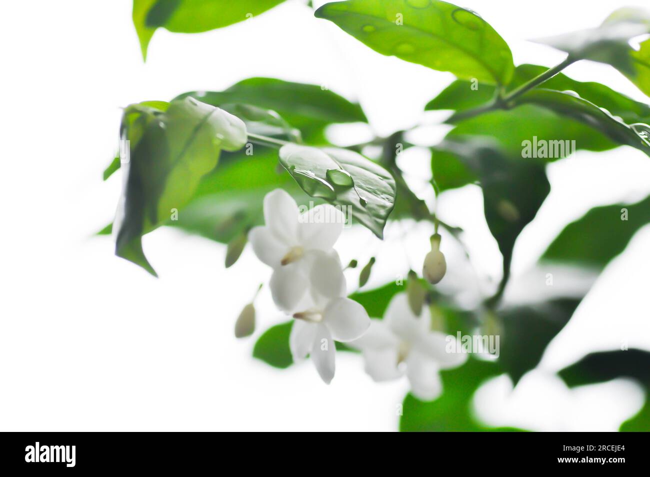 Andaman Satinwood, China Box Tree or Chinese Box wood or Orange ...