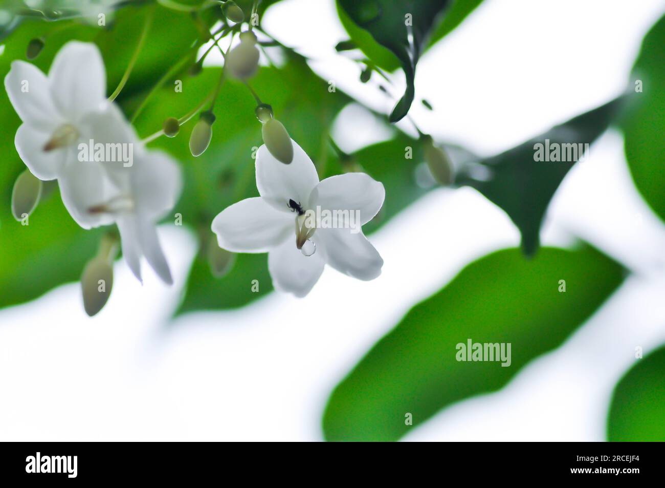 Murraya paniculata rutaceae hi-res stock photography and images - Alamy