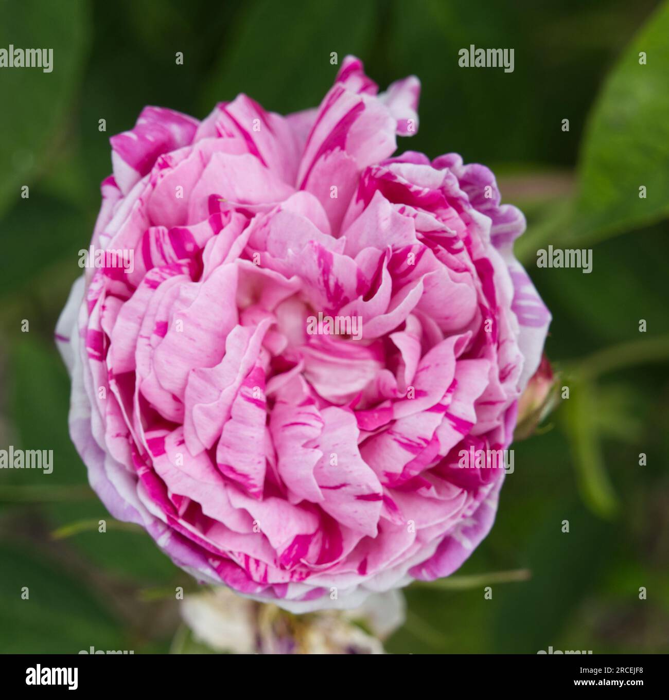Pink striped double summer bloom of gallica rose Rosa Perle des ...