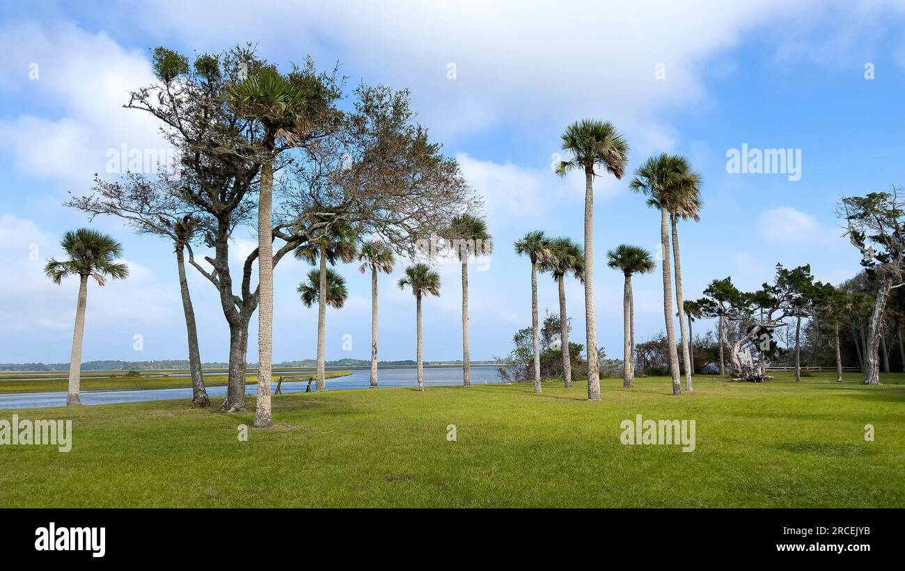 Palm trees along a marshy area in northeast Florida along the St. Johns ...
