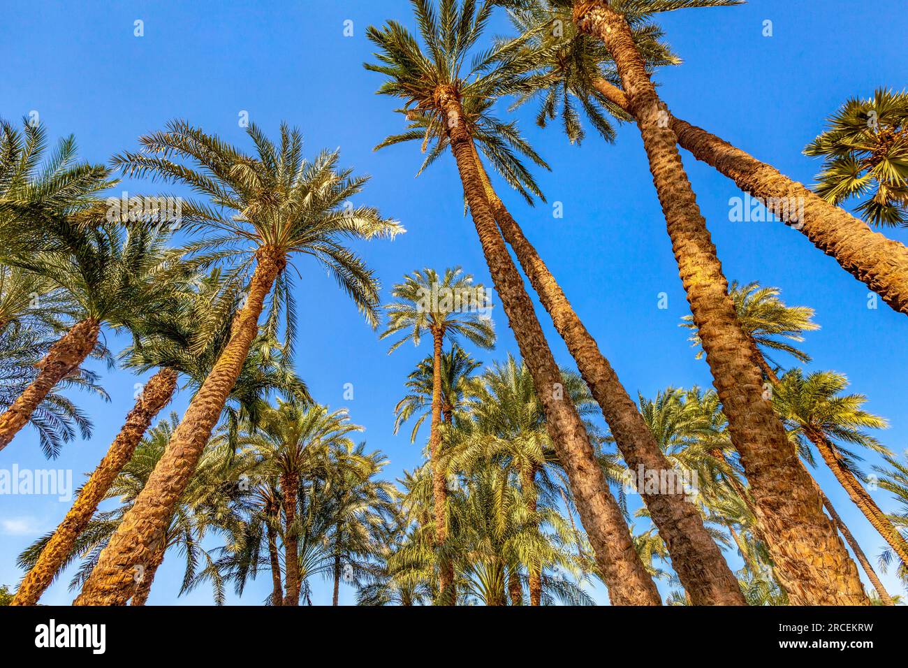 Palm trees, Luxor, Egypt Stock Photo - Alamy