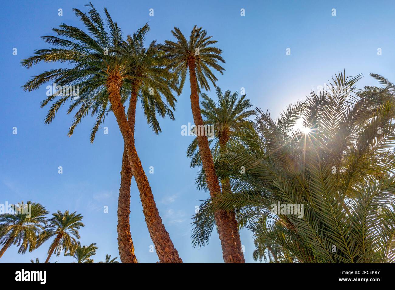 Modern egyptian gardens hi-res stock photography and images - Alamy