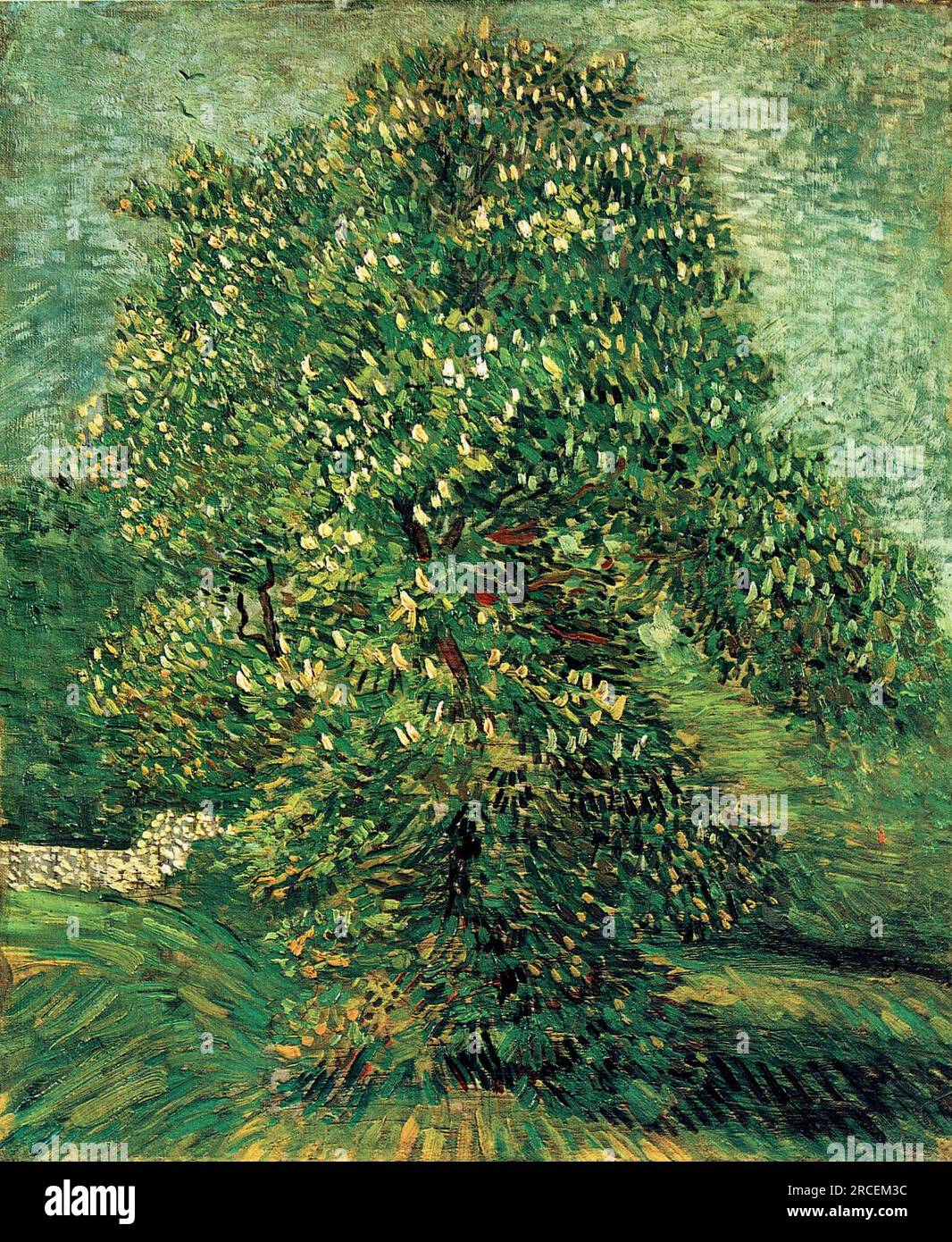 Chestnut tree in paris france hi-res stock photography and images - Alamy