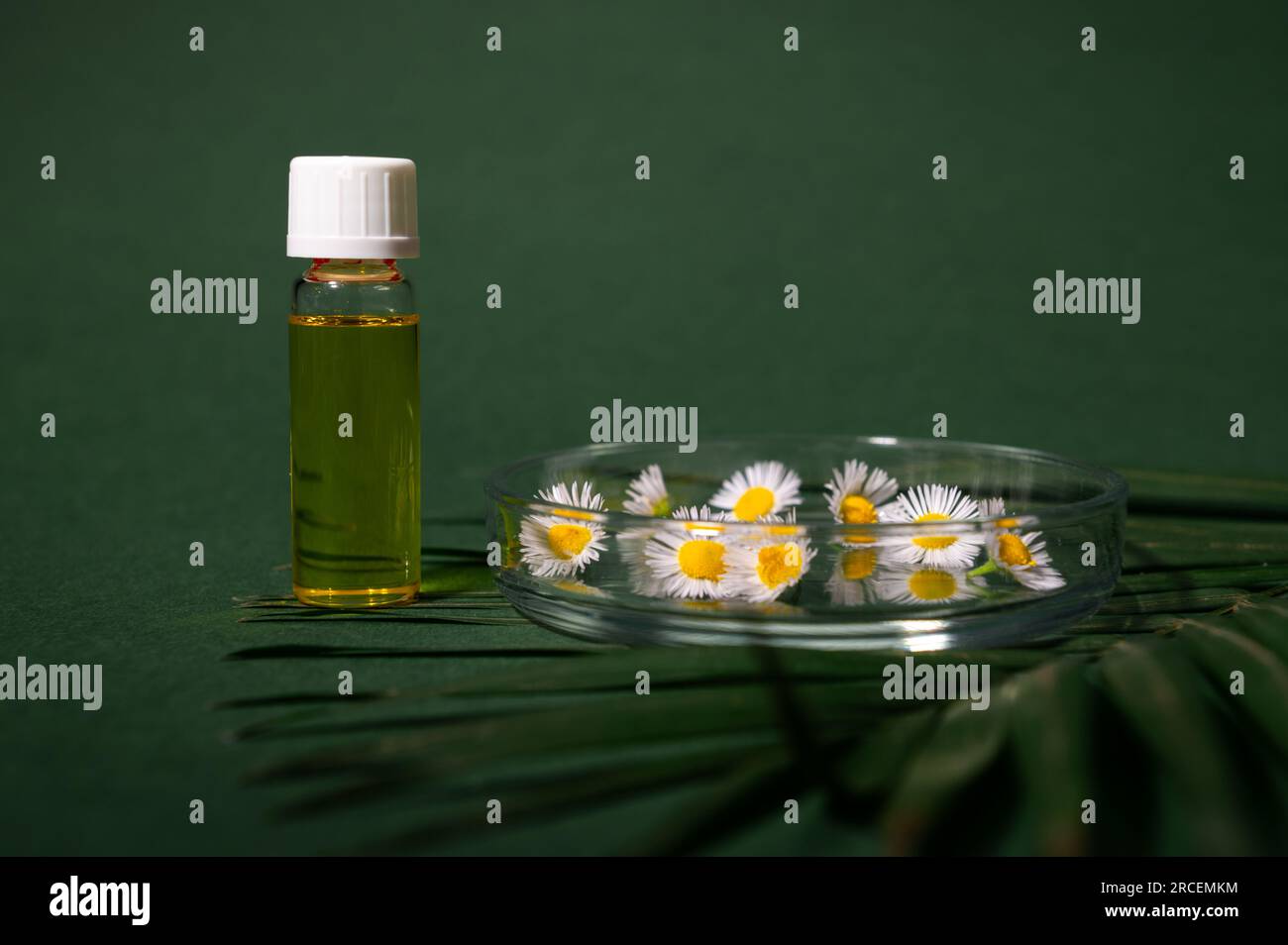 Still life with a Petri dish with chamomile flowers and transparent ...