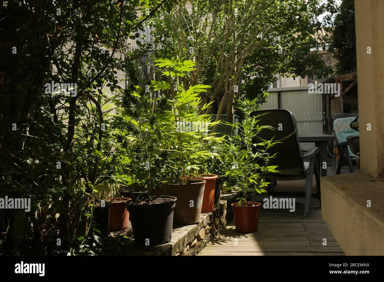 Cannabis plants growing in a sunny garden Stock Photo - Alamy