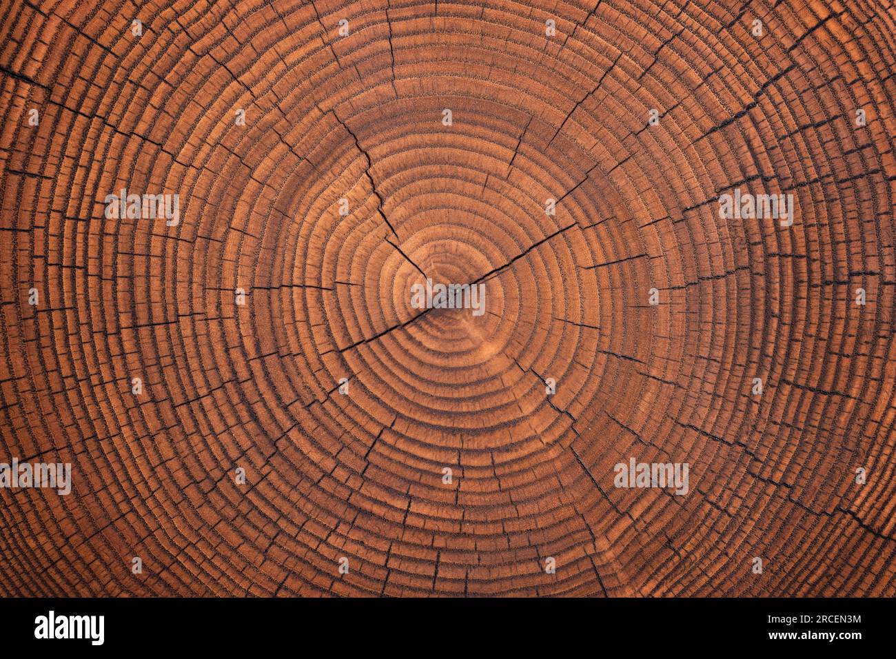 annual rings on a sawn trunk, old tree stump background. wood texture ...