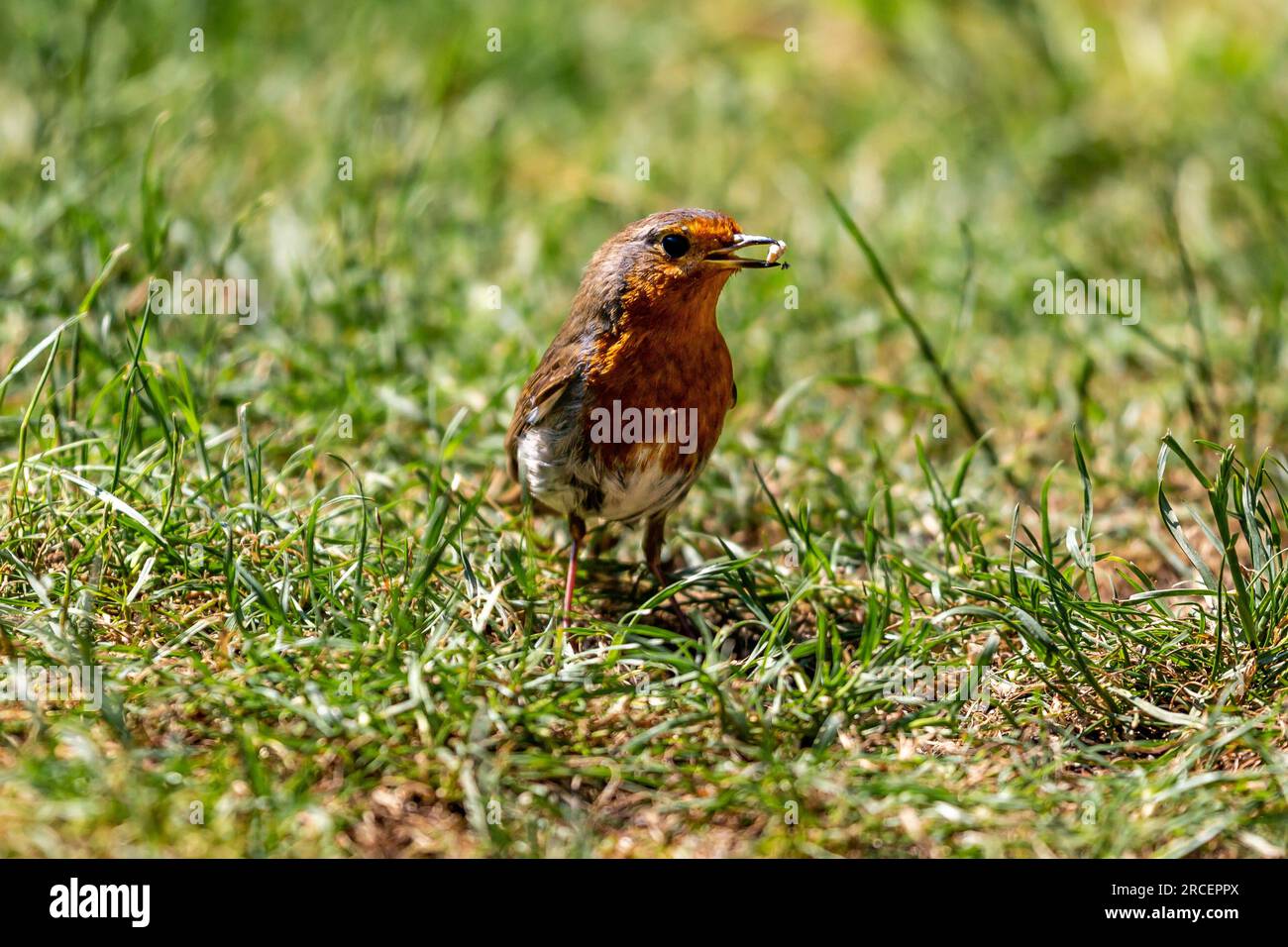 A robin holding a sunflower seed in beak, with a shallow depth of field ...
