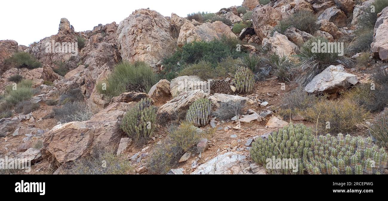 The Dagmus plant (Moroccan Mound CactusEuphorbia resinifera) is a semi ...
