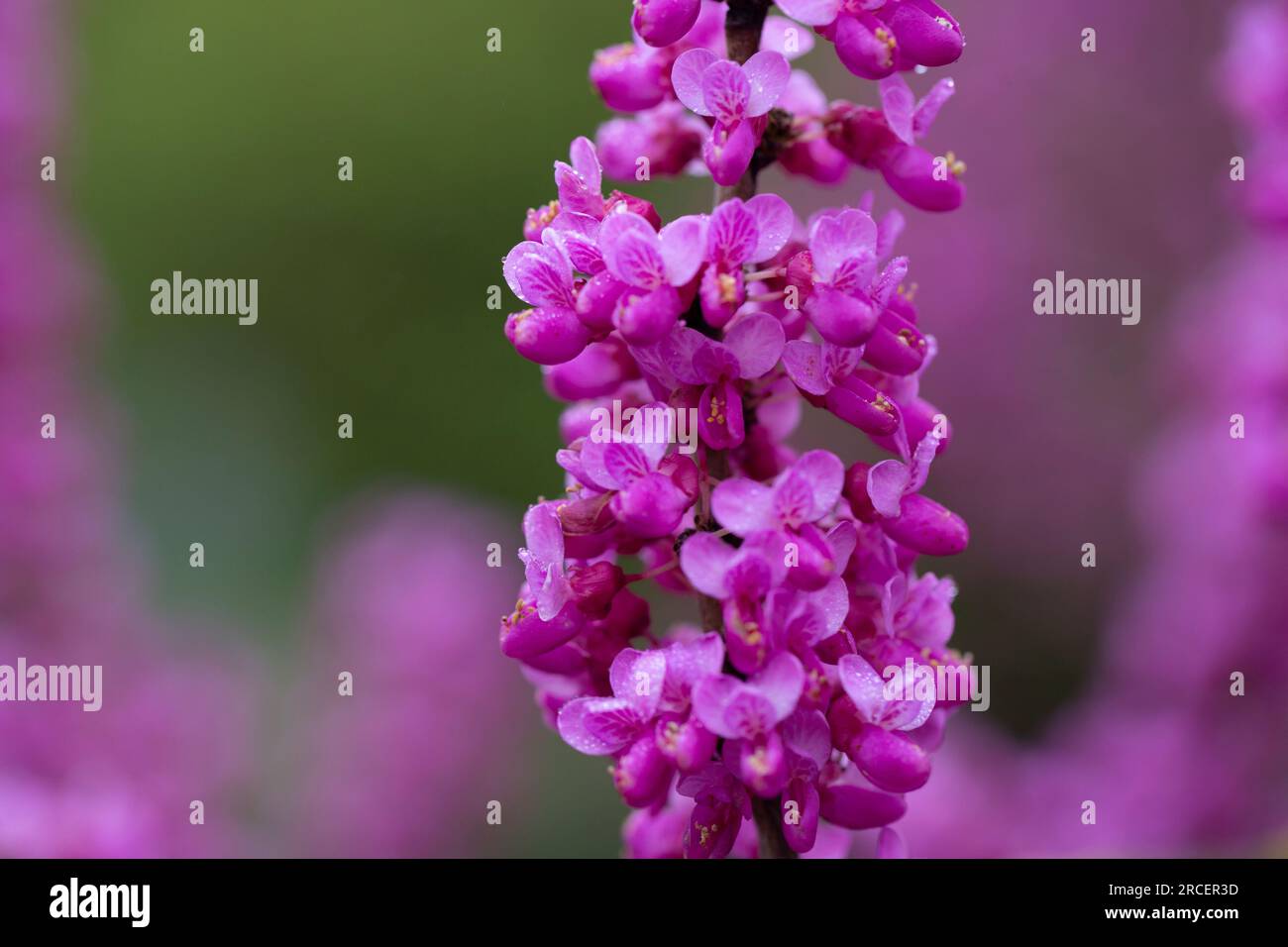 close-up red flowers of the Chinese redbud Cercis chinensis selective ...